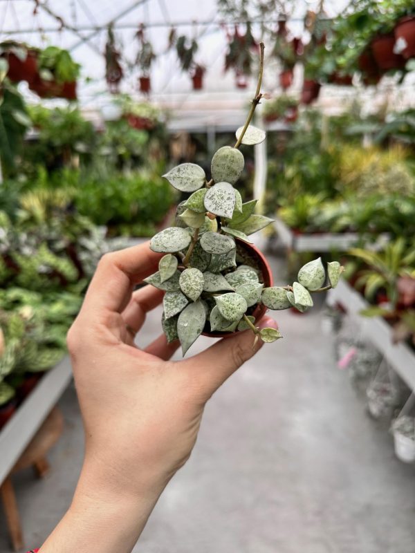 הויה לקונוסה לפורד סקין ע' Hoya Lacunosa Leopard Skin 6 - משתלת על הדרך