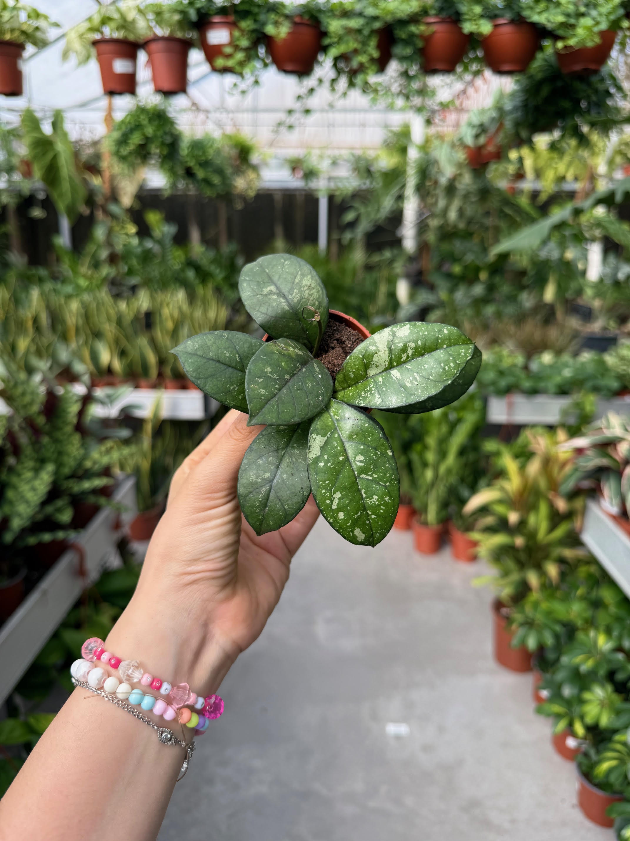 מבצע הויה קרספיטיולטה ראונד ליף ספלאש ע' 6 Hoya Crassipetiolata Round ...